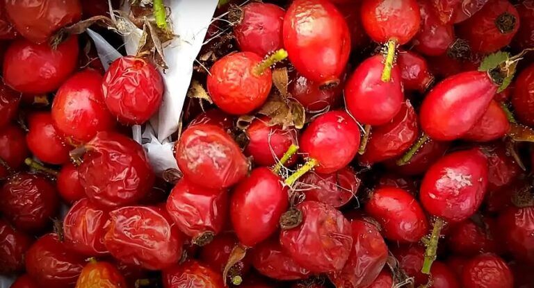Receta de mermelada de rosa mosqueta - Comidas Típicas Chilenas